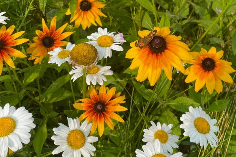 TerraGreen | Sustainable Landscape Solutions in Pittsburgh